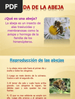 Ciclo de Vida de las Abejas para Niños | PDF