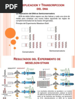 El Proceso de Replicación Del ADN para Por Una Serie de Fases | PDF