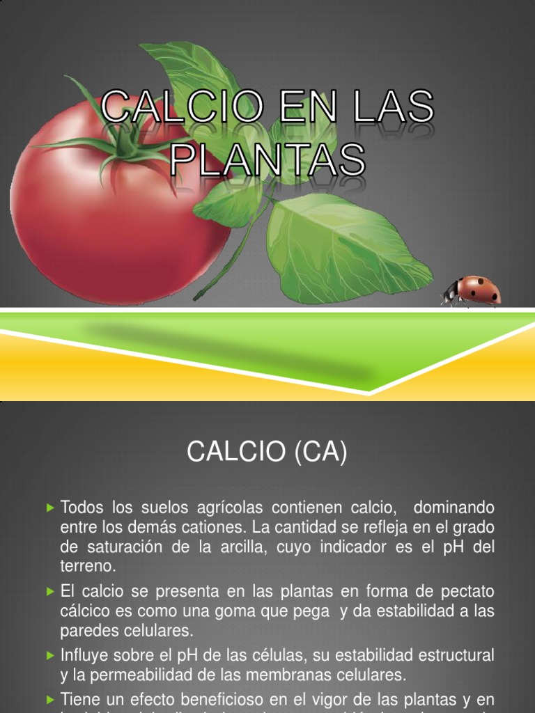 Importancia del Calcio en Plantas | PDF | Calcio | Plantas