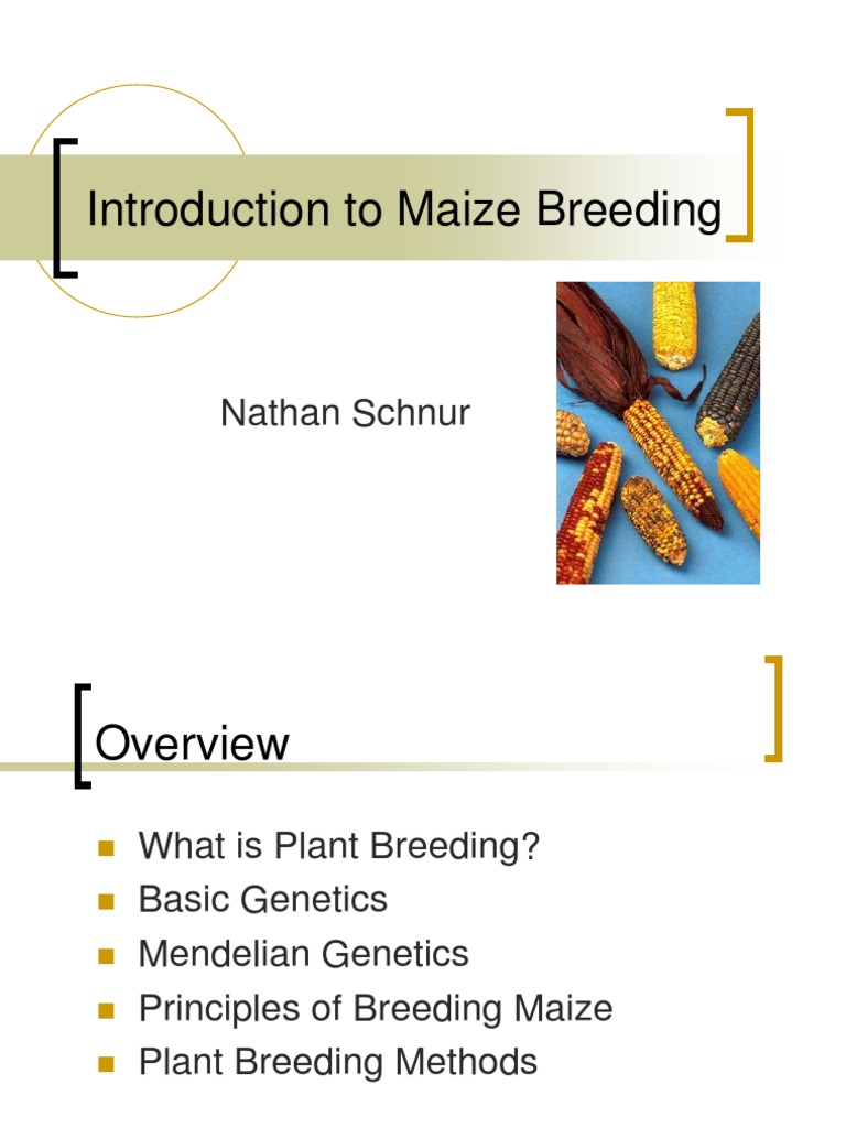 Plant Breeding Basics | PDF | Plant Breeding | Inbreeding