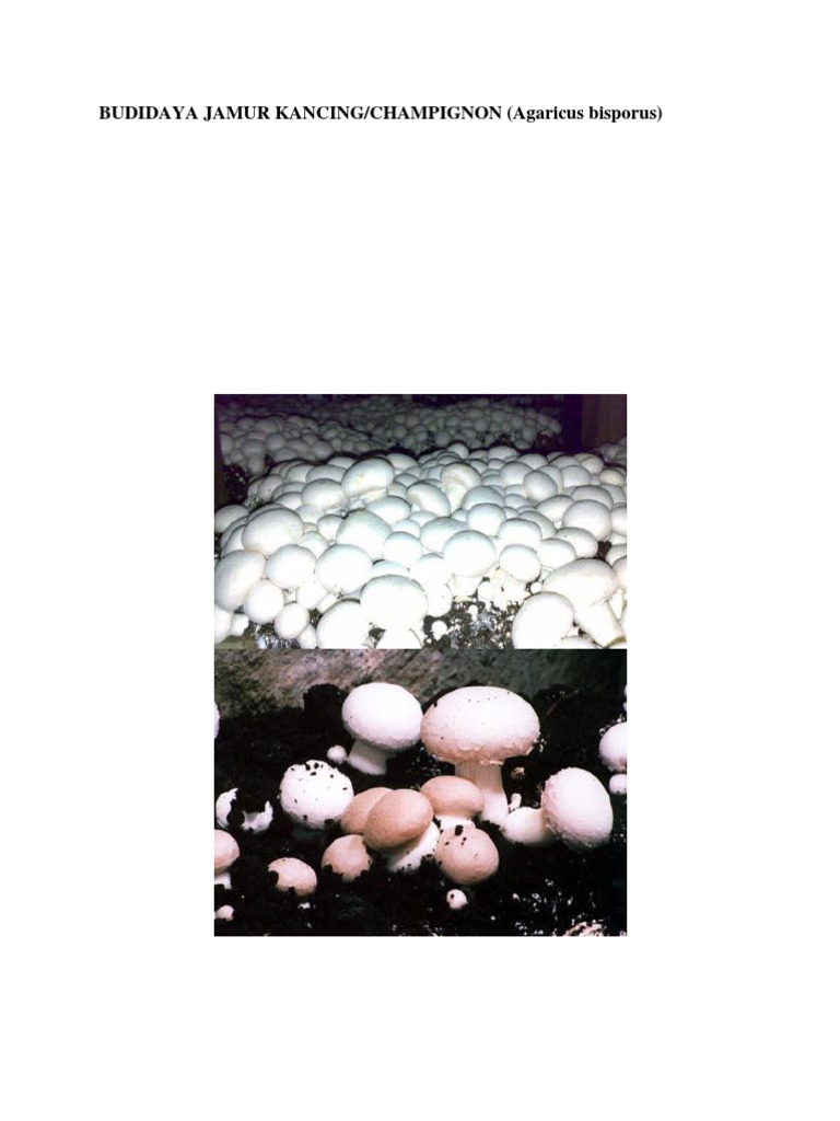 Budidaya Jamur Kancing | PDF