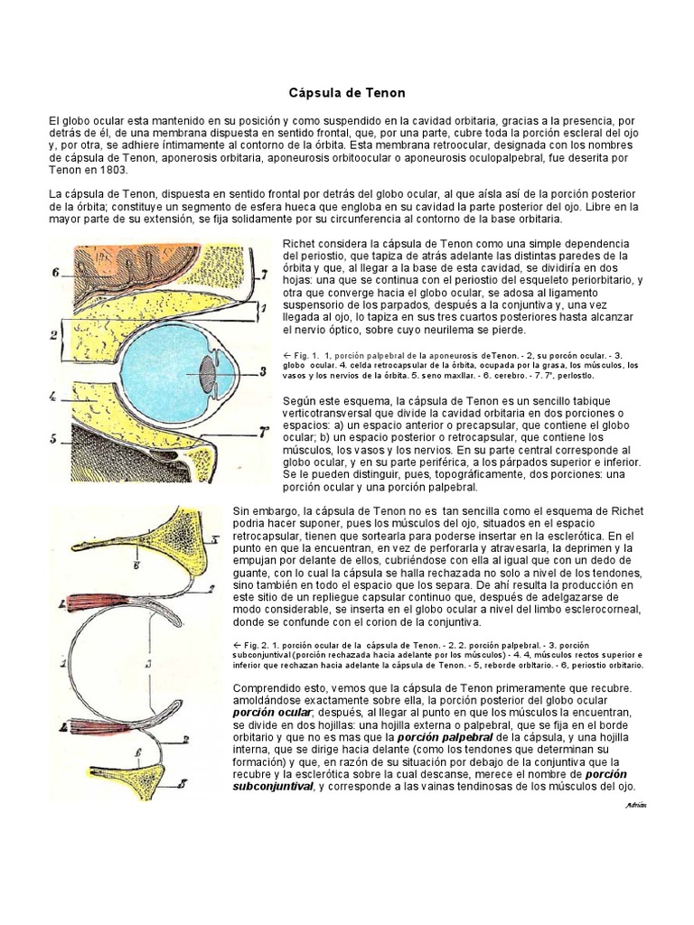 Anexo 7 Capsula de Tenon | PDF | Ojo | Anatomía de los primates