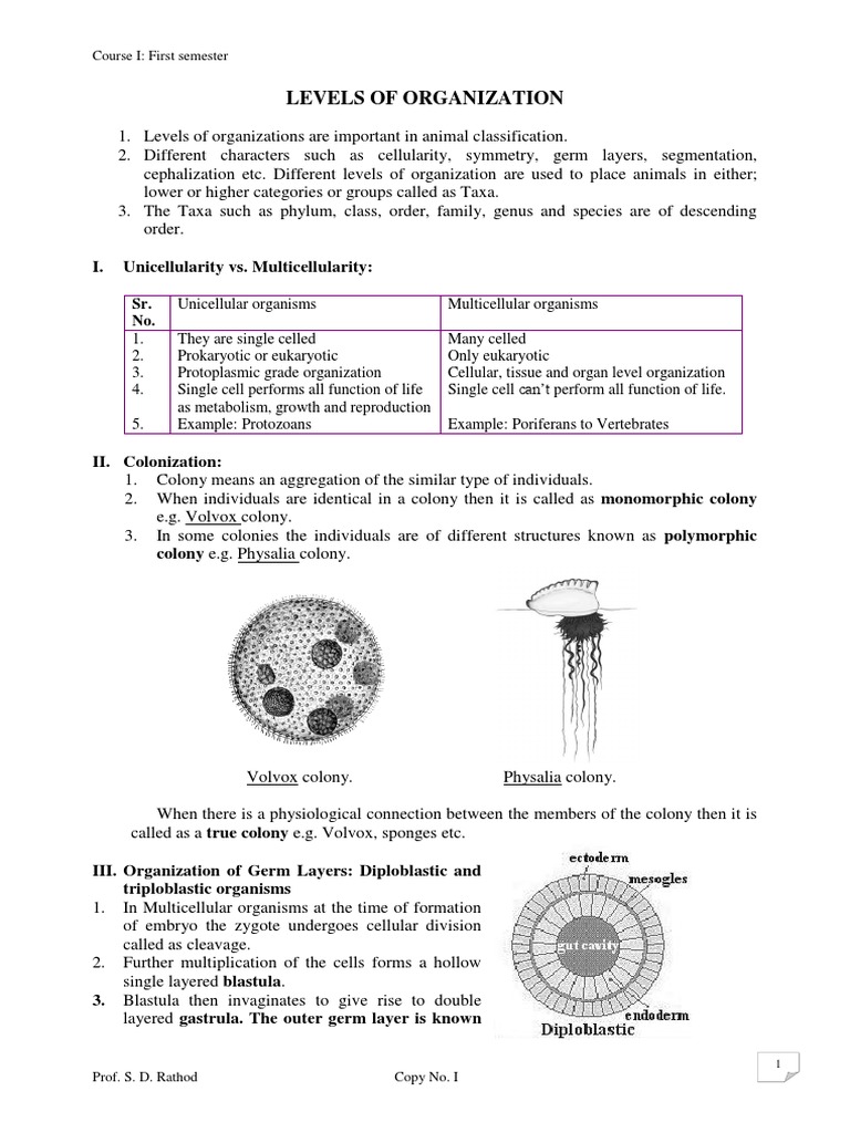 Levels of Organization in Animals | Download Free PDF | Zoology | Biology