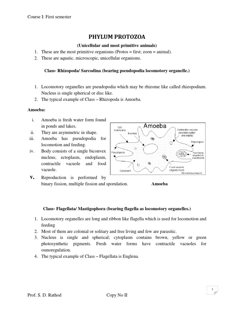 Phylum Protozoa Classification: Elementary Idea | PDF | Protozoa | Cell ...