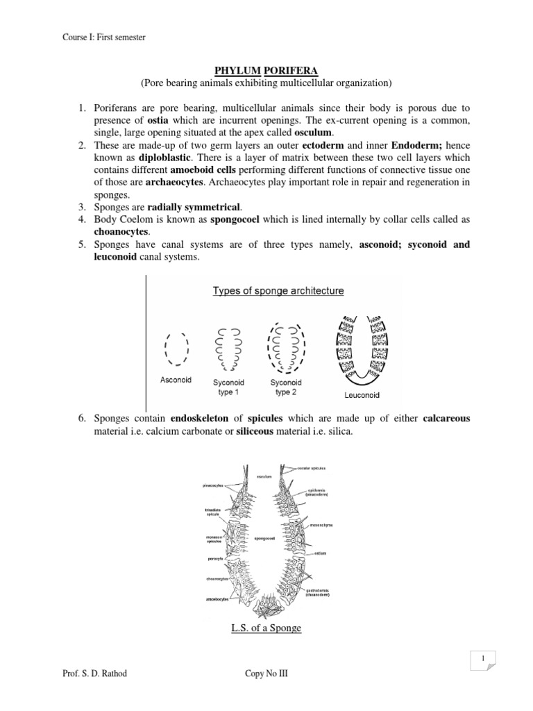 Phylum Porifera Classification | PDF | Sponge | Animal Taxonomy