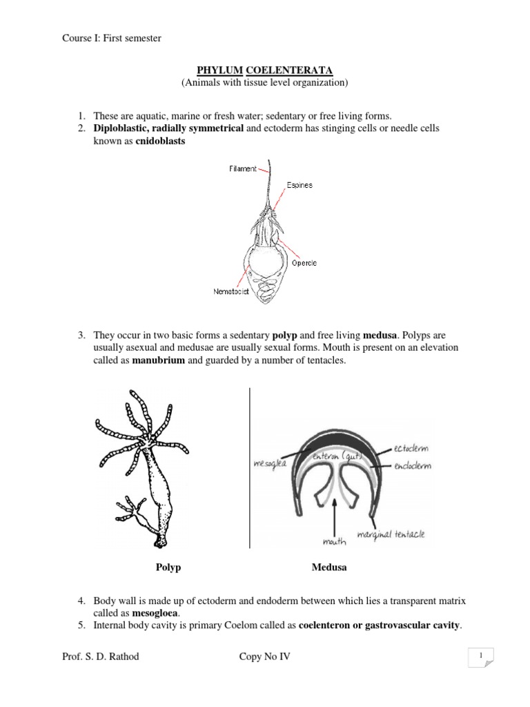 Phylum Coelenterata Classification | Animal Taxonomy | Zoology