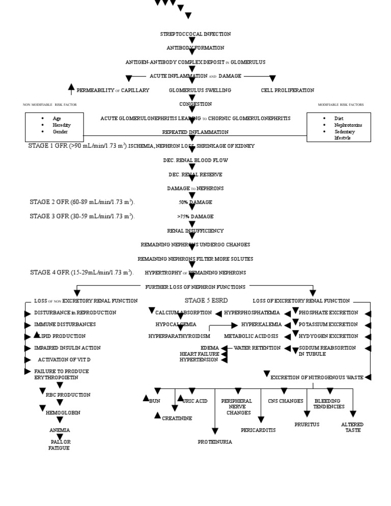 CKD Pathophysiology | Renal Function | Kidney