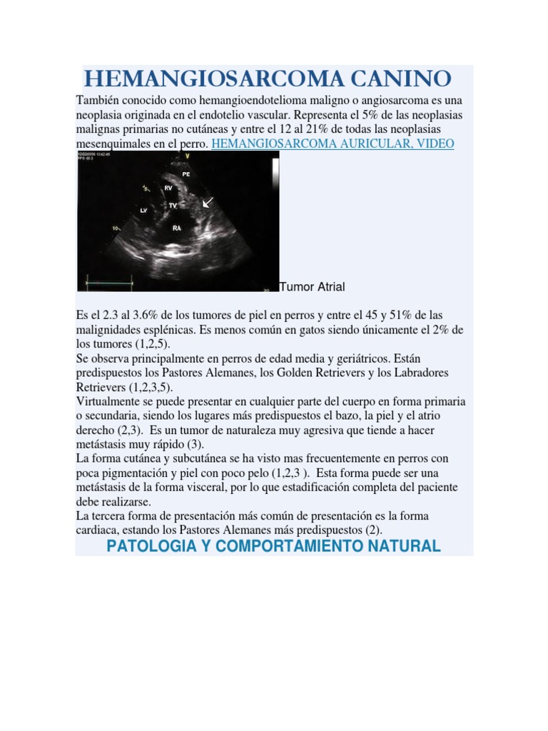 Hemangiosarcoma Canino PDF | PDF | Metástasis | Sarcoma