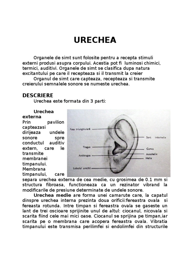 Urechea