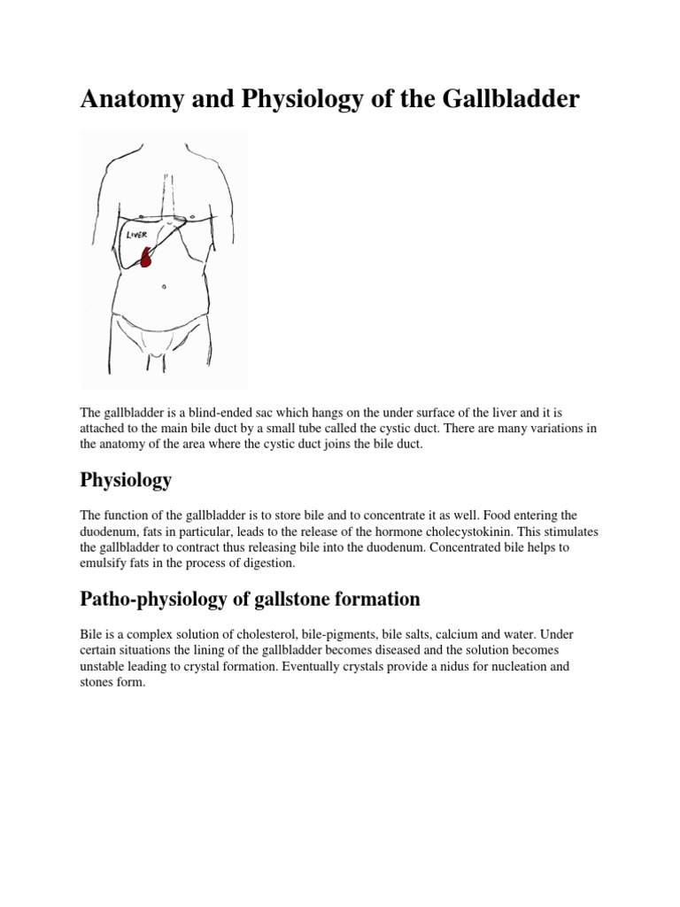 Anatomy and Physiology of The Gallbladder | PDF