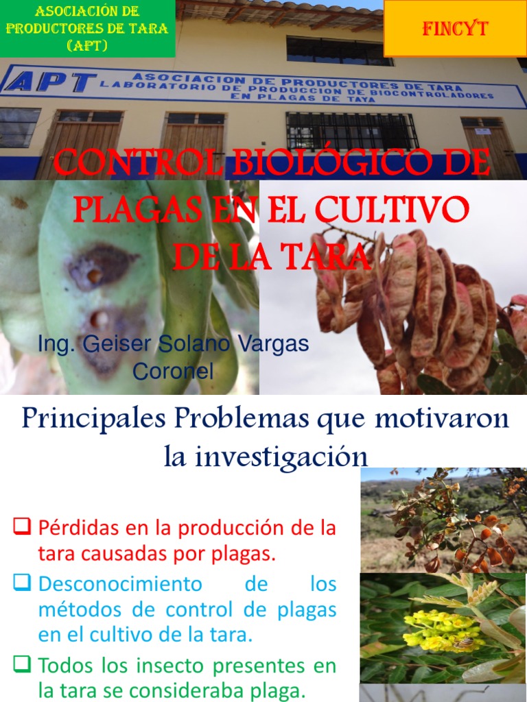 Control Biologico de Plagas en La Tara | PDF | Insectos beneficiosos ...