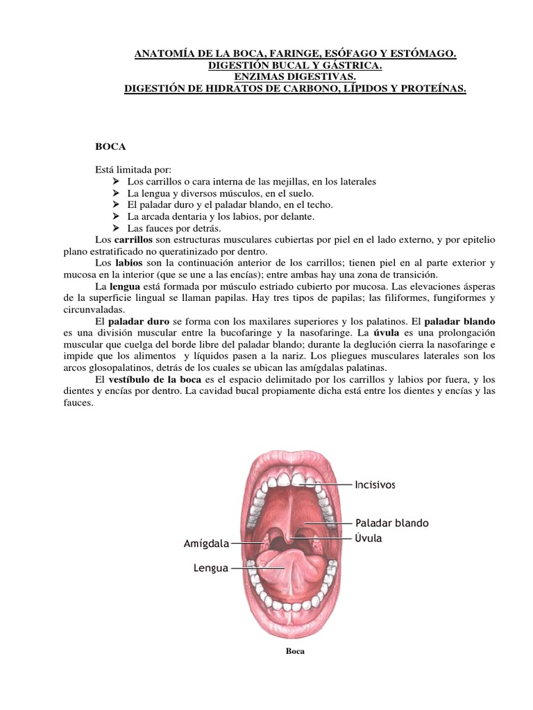 Anatomía de La Boca, Faringe y Esofafo | PDF | Estómago | Esófago