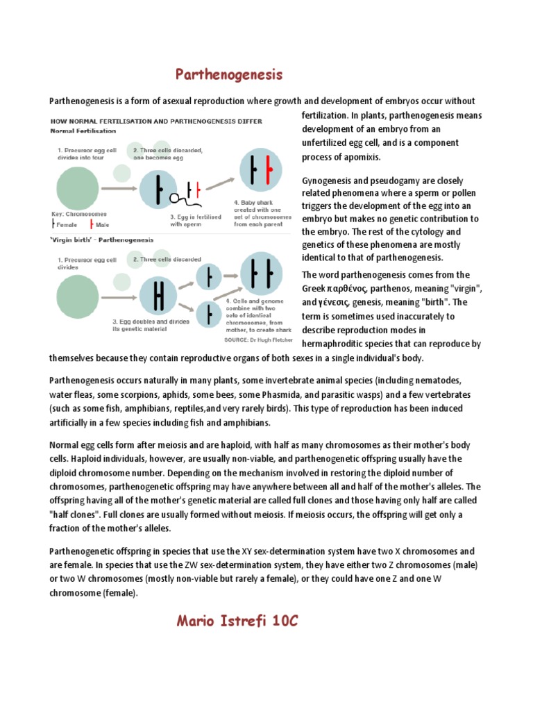 Parthenogenesis | PDF