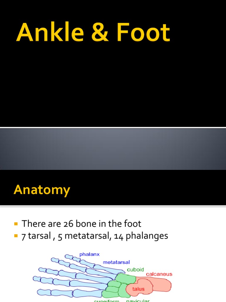 Ankle and Foot | PDF | Foot | Dance Science