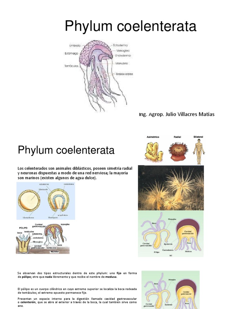 Phylum Coelenterata | PDF | Taxonomía Animal | Zoología