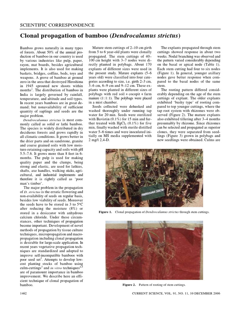 Clonal Propagation of Bamboo PDF | PDF | Bamboo | Botany