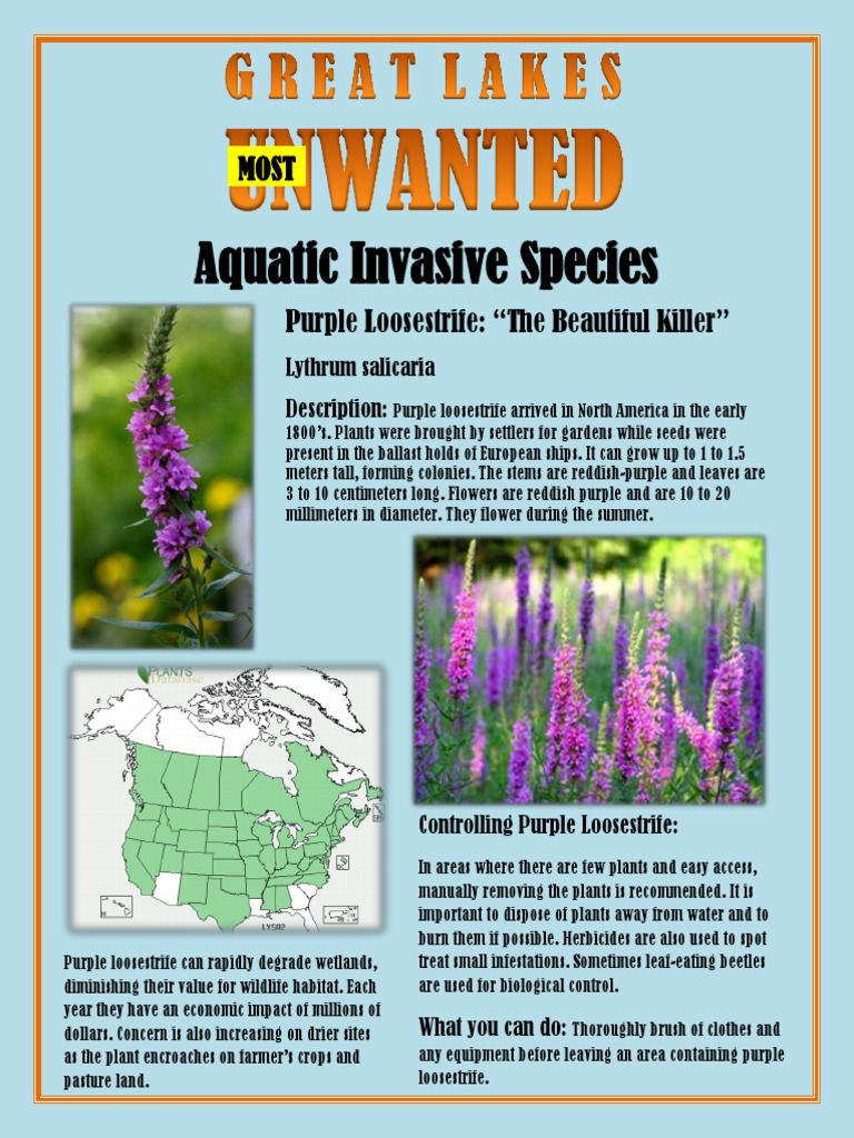 Purple Loosestrife: Invasive Species Guide | PDF | Home & Garden