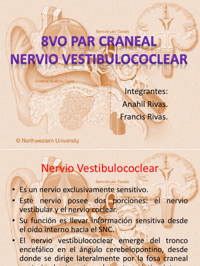 8vo Par Craneal | PDF | Vértigo | Oído
