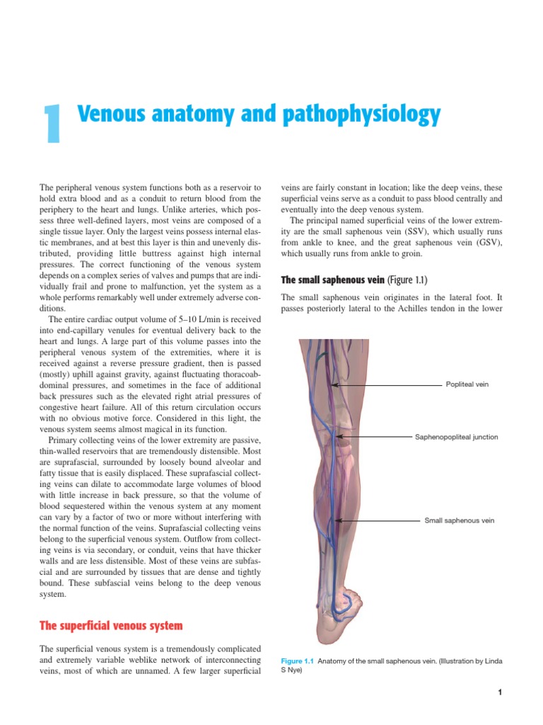 Vein Anatomy and Function | PDF | Vein | Human Leg