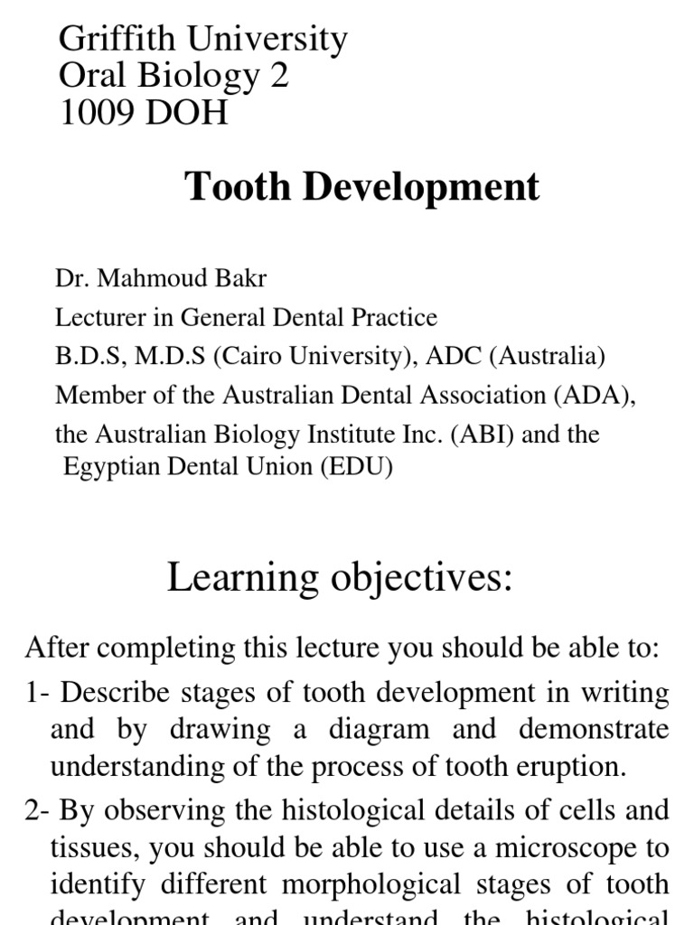 Tooth Development Stages Overview | PDF | Human Tooth | Tooth Enamel