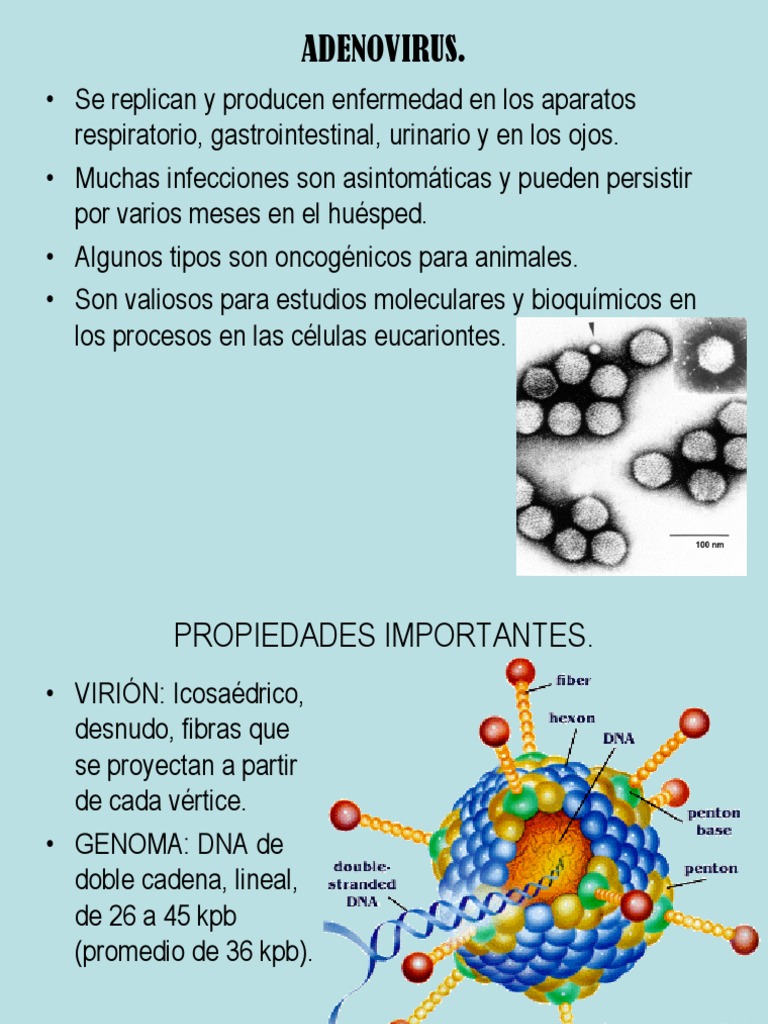 ADENOVIRUS.ppt | Adenoviridae | Inmunología