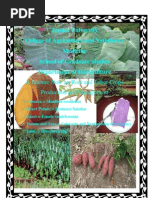 Ube Production Guide | PDF | Mulch | Fertilizer