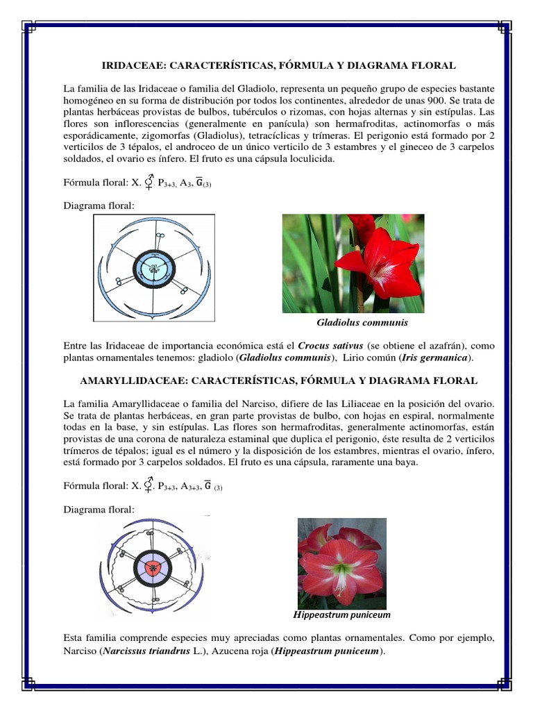 Fórmulas y Diagramas Florales | PDF