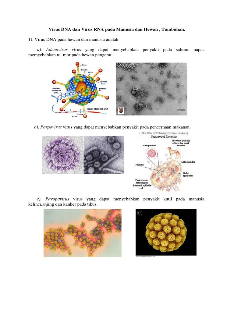 Virus DNA Dan Virus RNA | PDF