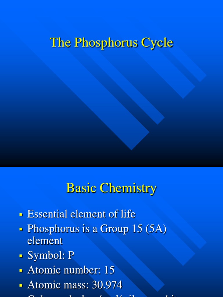 Phosphorus Cycle.ppt | Phosphorus | Phosphate