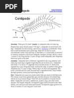 Scolopendra - Gigantea - Giant Centipede | PDF | Predation | Organisms
