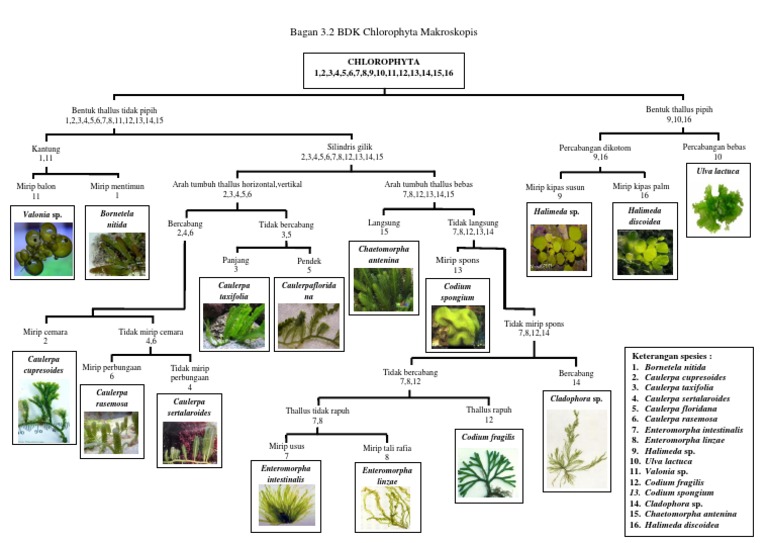 Bagan Spesies Chlorophyta Makroskopis | PDF | Griya & Taman