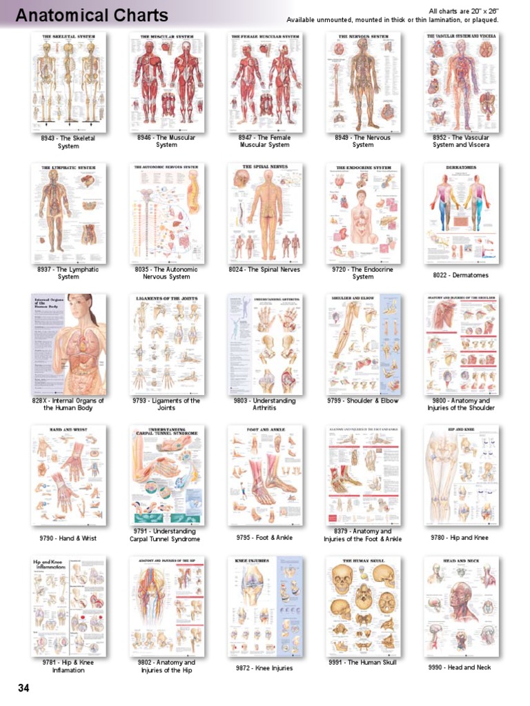 Candent Catalogue Charts | PDF | Physical Exercise | Anatomy