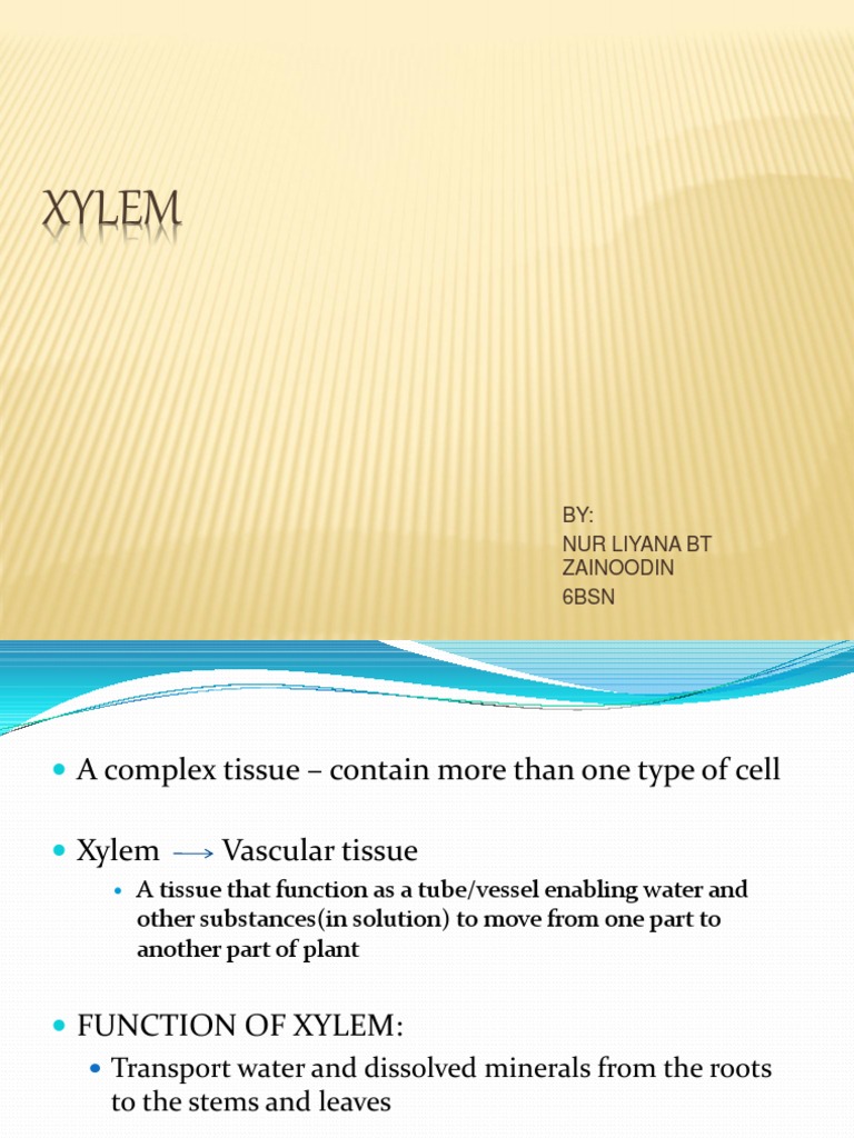 XYLEM | PDF | Tissue (Biology) | Morphology (Biology)