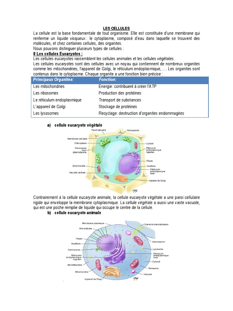 LES CELLULES.pdf | Cytoplasme | Cellule (Biologie)