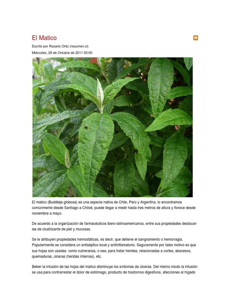 Propiedades Medicinales del Matico | PDF | Medicina | Naturaleza
