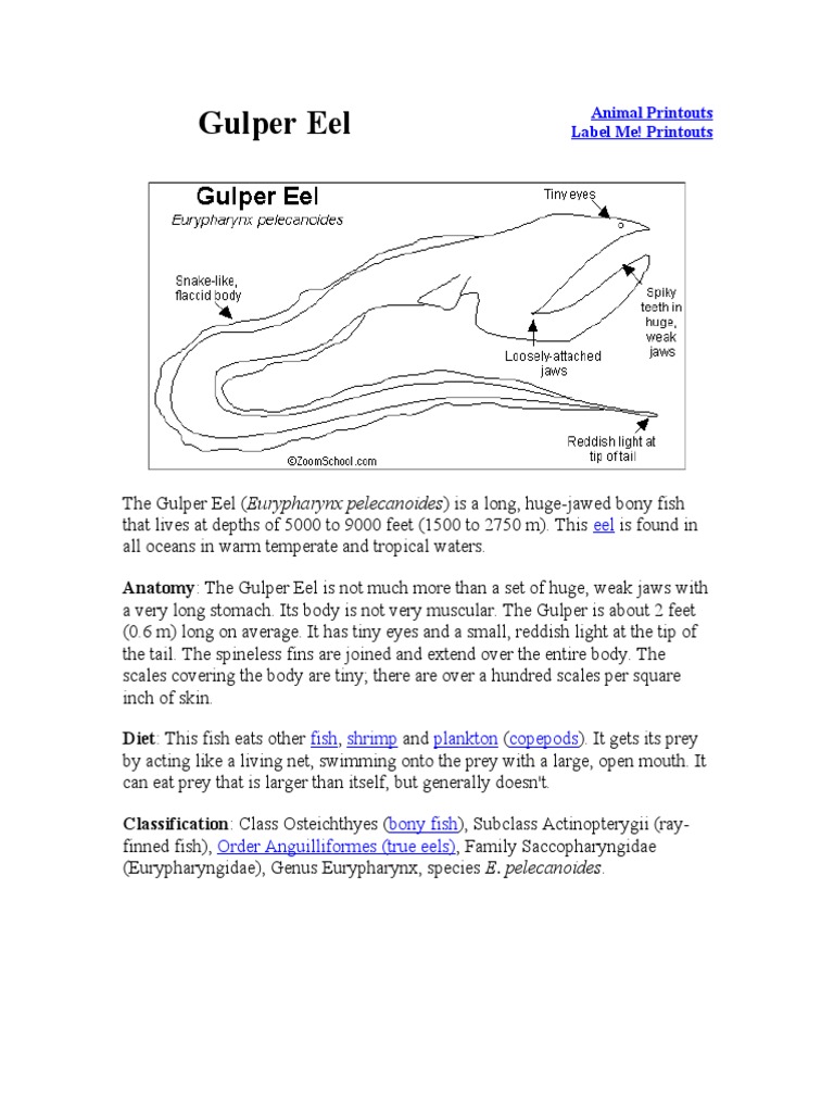 Gulper Eel | PDF