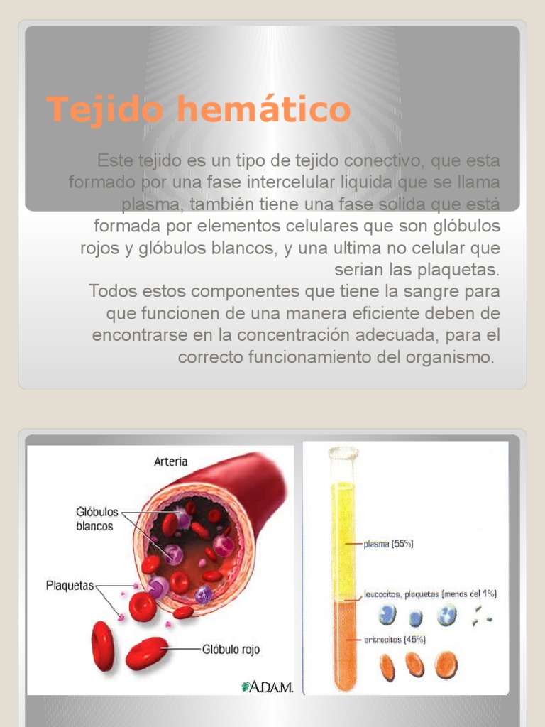 Tejido hemático | Sangre | Leucocito