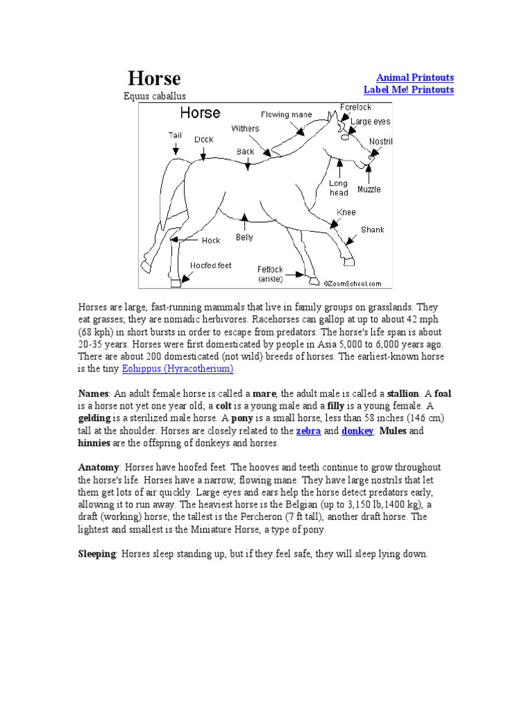 Horse: Animal Printouts Label Me! Printouts | PDF