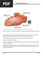 Ramillete de Riolano | PDF | Anatomía humana | Cabeza y cuello humanos