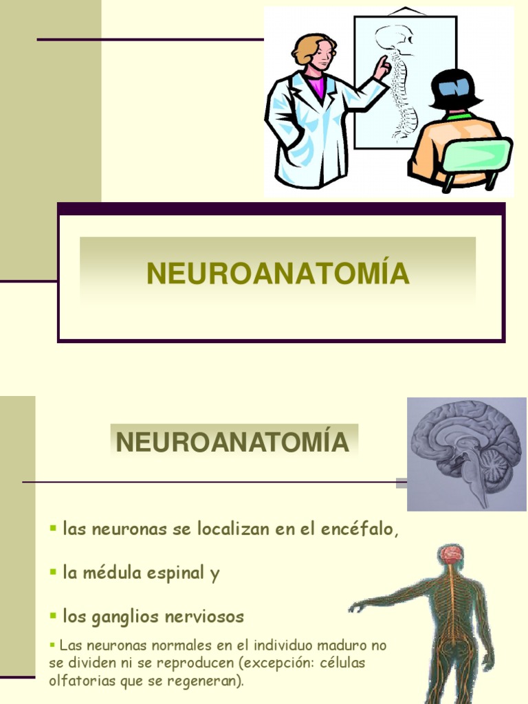 esquema_neuroanatomia | Cerebro | Sistema nervioso