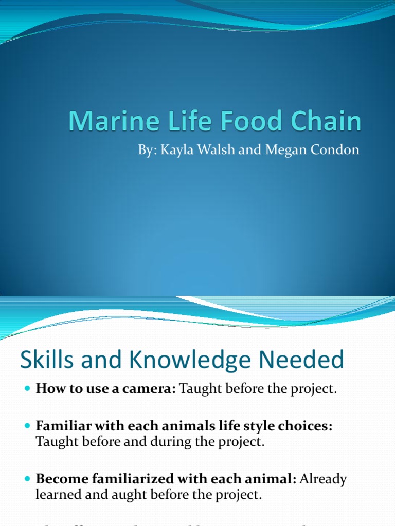 Marine Life Food Chain | PDF