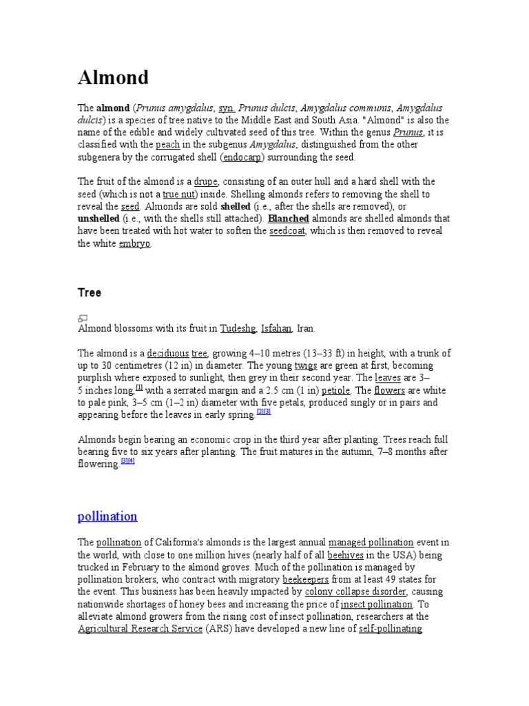 Almond | PDF | Almond | Botany