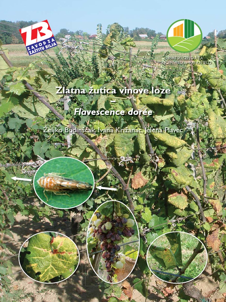 Zlatna Zutica Vinove Loze | PDF