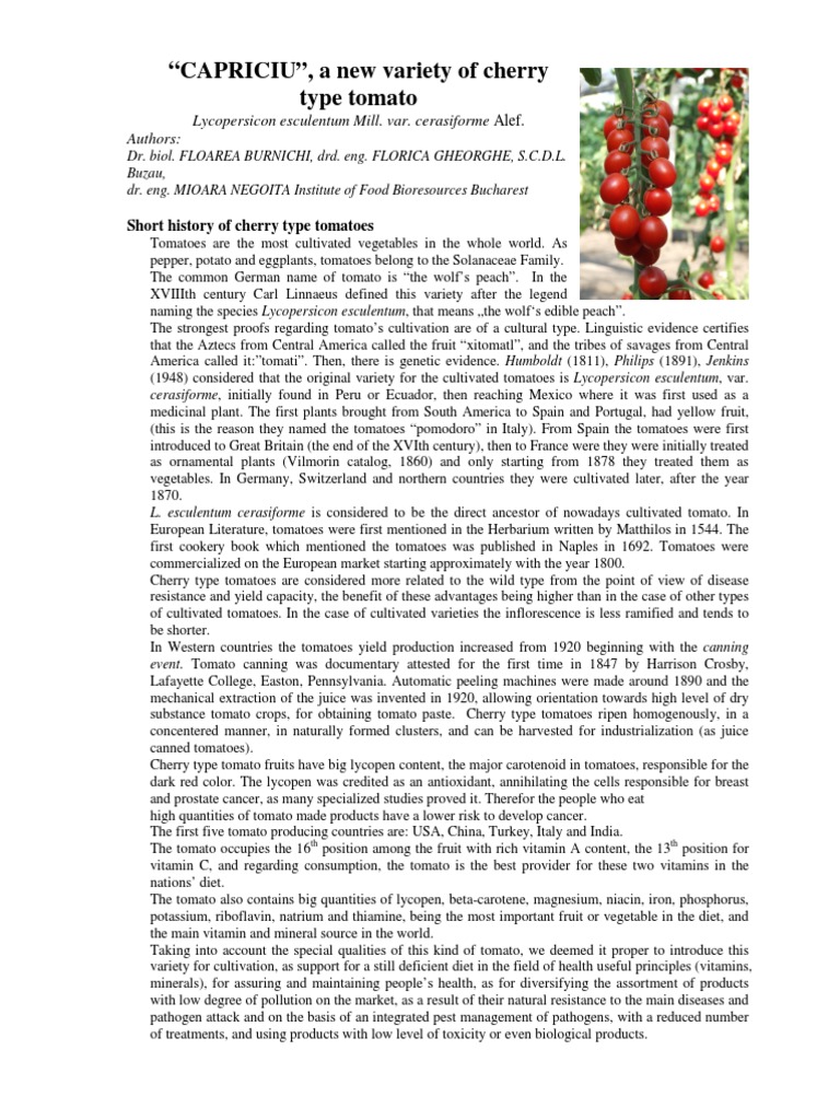 Capriciu: New Cherry Tomato Variety | PDF
