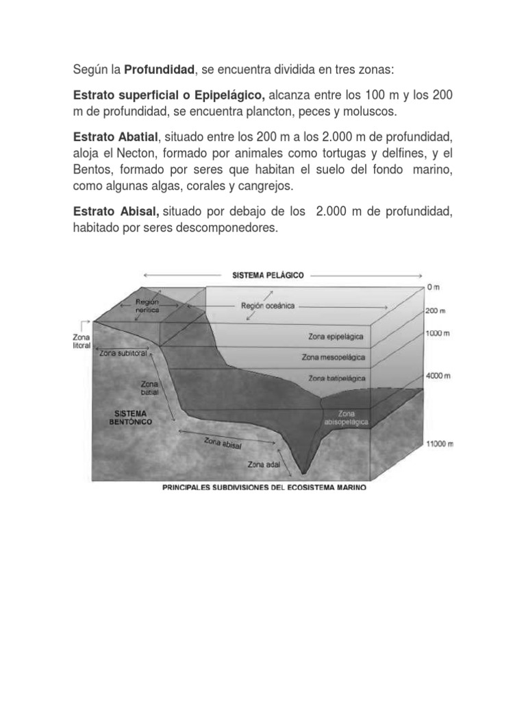 Profundidad de Los Suelos | PDF
