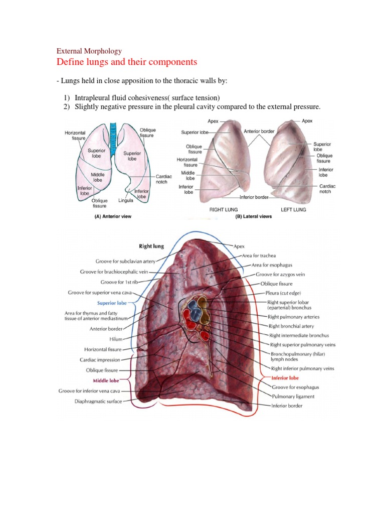 Lung Anatomy | PDF | Lung | Respiratory Tract