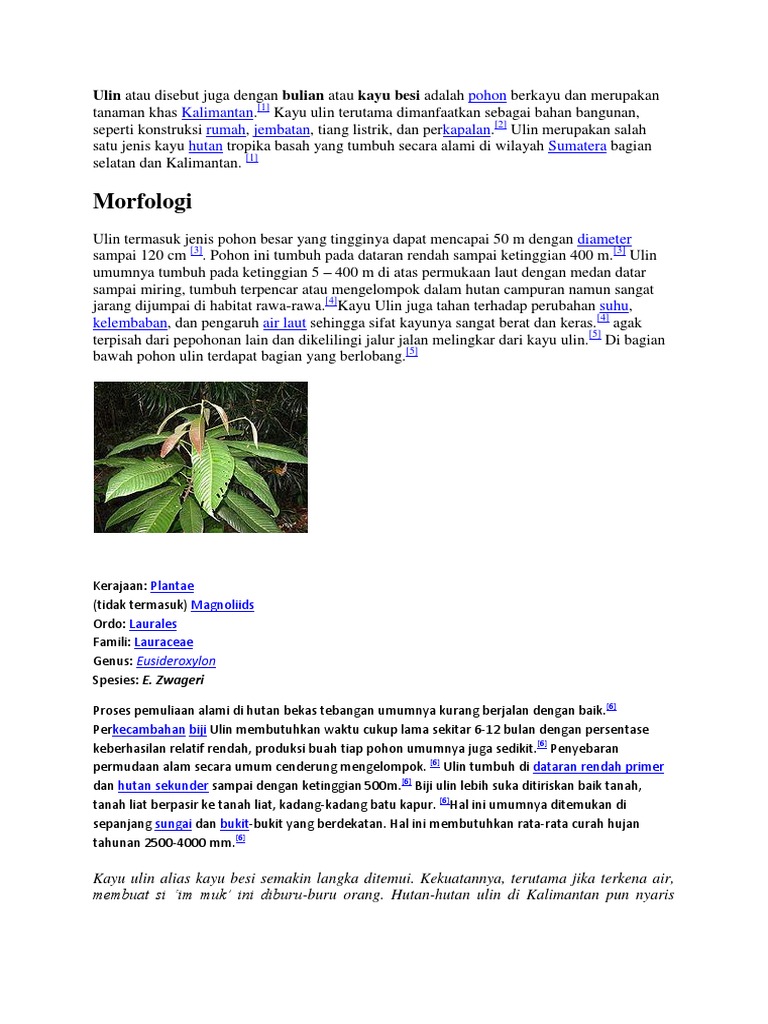Ulin Atau Disebut Juga Dengan Bulian Atau Kayu Besi Adalah Pohon ...