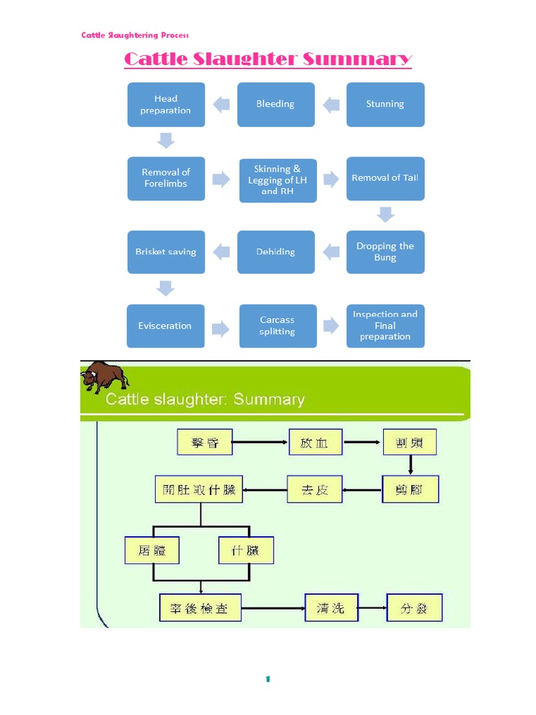 Cattle Slaughter Process PDF | Animal Slaughter | Anatomy