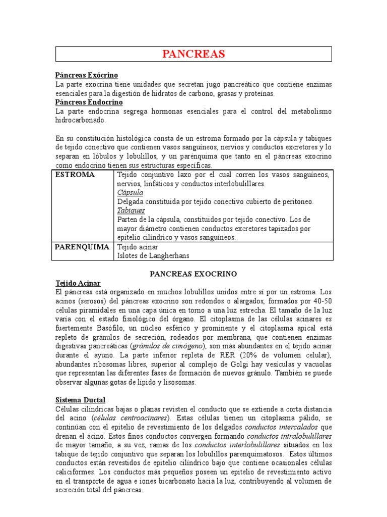 Anatomía y Función del Páncreas | PDF | Páncreas | Citoplasma