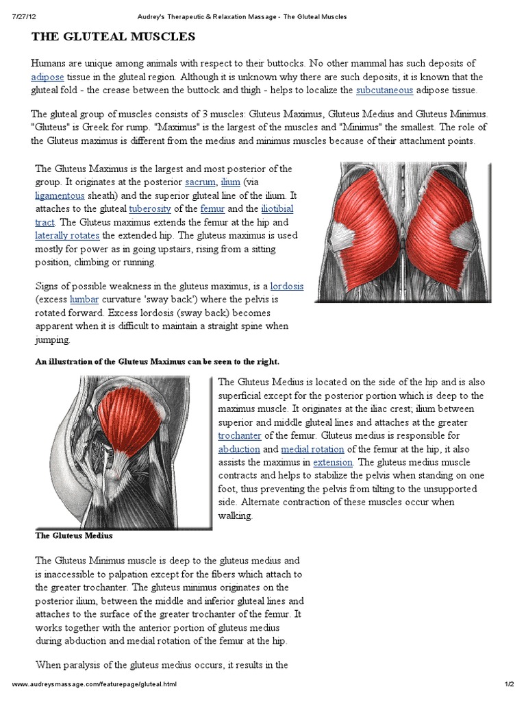 3 Gluteal Muscles - Detail | PDF | Wellness